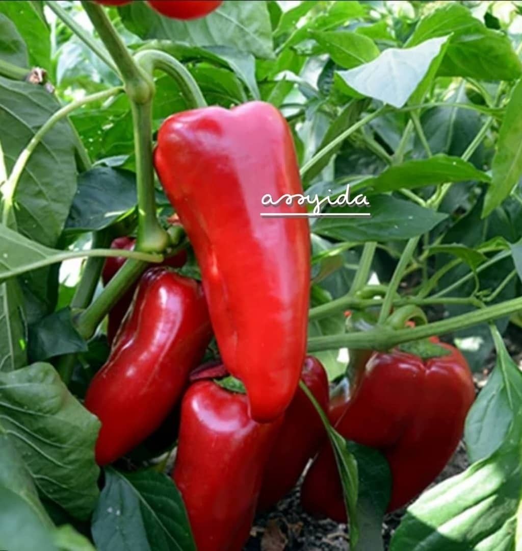 100 BIJI BENIH CILI BESAR TIDAK PEDAS / PAPRICA CHILLI SEEDS, Furniture ...