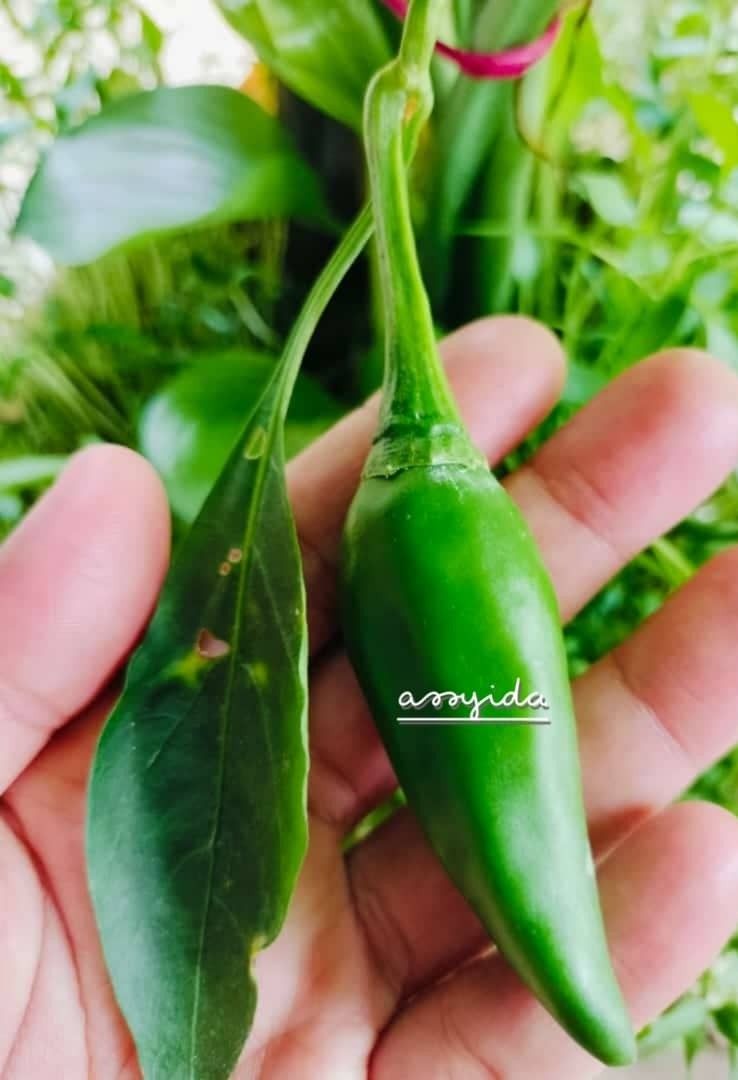 100 BIJI BENIH CILI BESAR TIDAK PEDAS / PAPRICA CHILLI SEEDS, Furniture ...