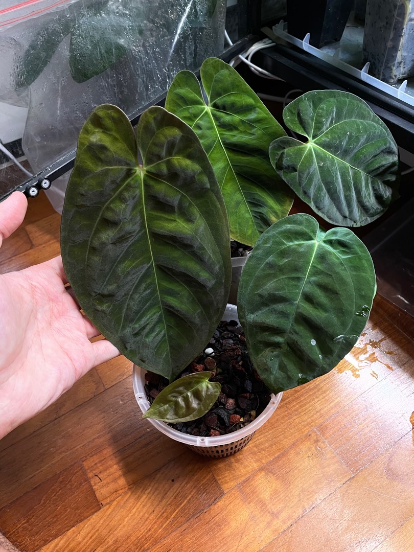 Anthurium Goliath, Furniture & Home Living, Gardening, Plants & Seeds ...