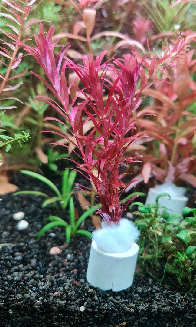 Aquatic Plant/Aquarium Plant. Rotala Blood Red/ Rotala super red ...