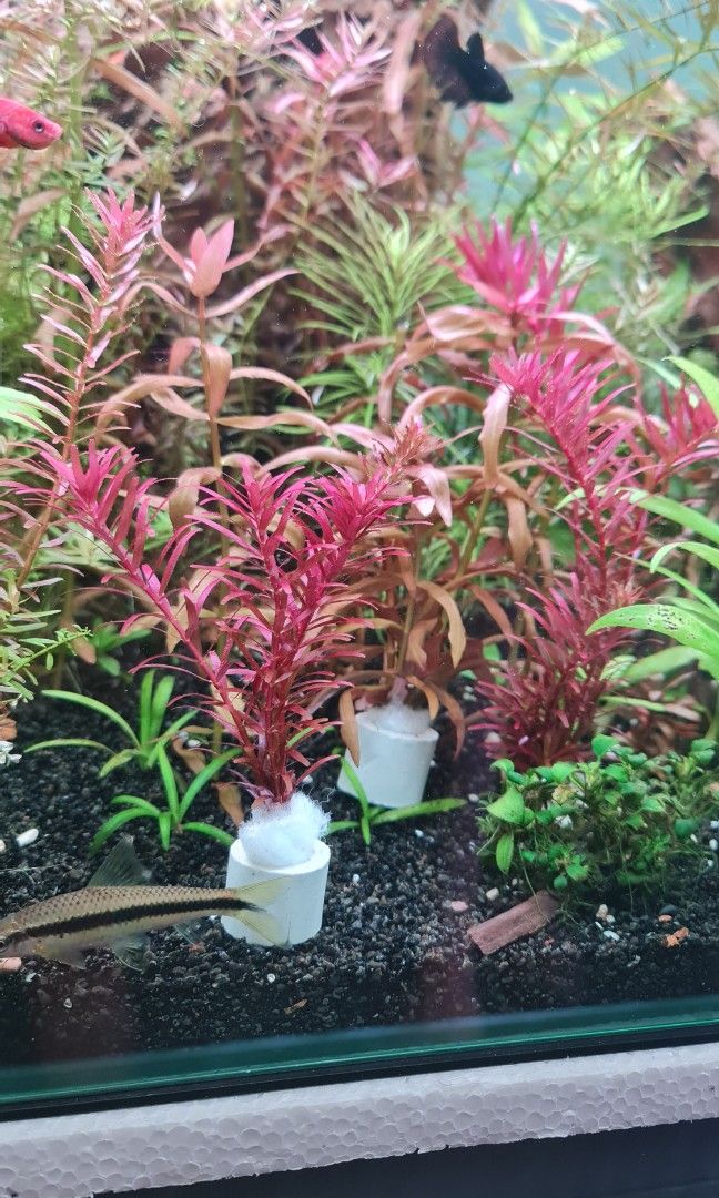 Aquatic Plant/Aquarium Plant. Rotala Blood Red/ Rotala super red ...