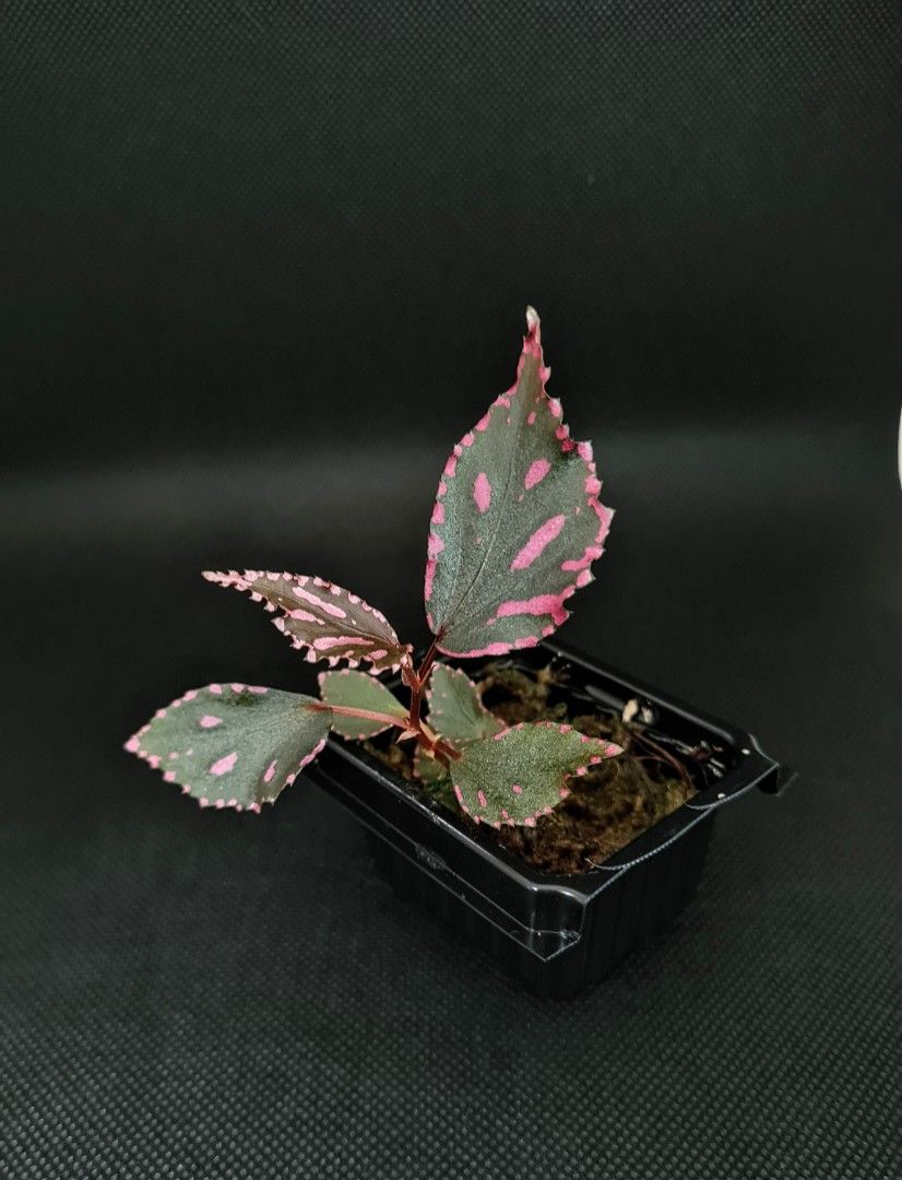 Begonia julau, Furniture & Home Living, Gardening, Plants & Seeds on ...