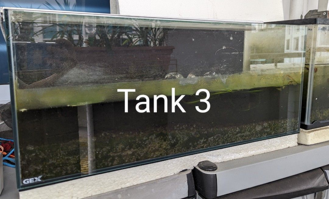 GEX tanks, Pet Supplies, Homes & Other Pet Accessories on Carousell