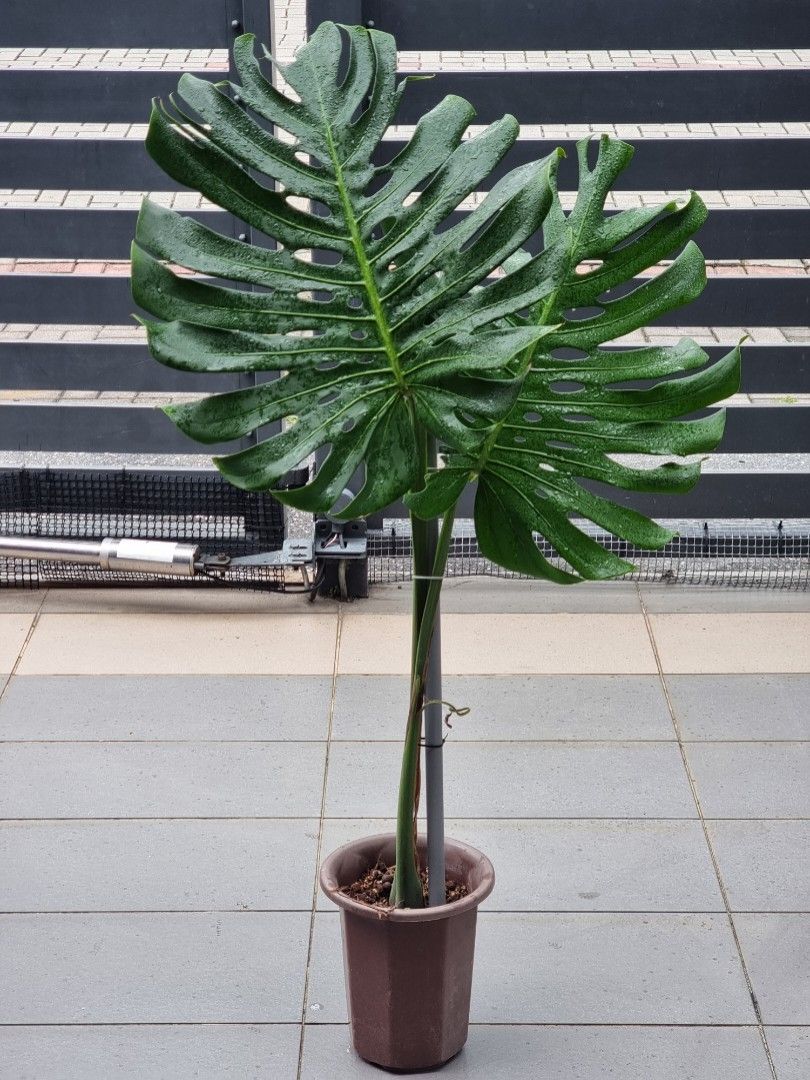Giant Monstera Deliciosa, Furniture & Home Living, Gardening, Plants ...