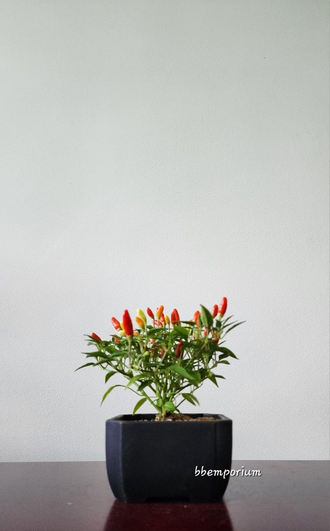 Mini Chilli Capsicum 20-2, Furniture & Home Living, Gardening, Plants ...