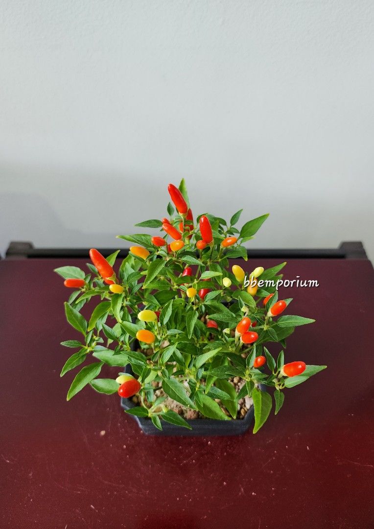 Mini Chilli Capsicum 20-2, Furniture & Home Living, Gardening, Plants ...