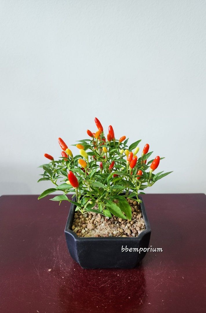 Mini Chilli Capsicum 20-2, Furniture & Home Living, Gardening, Plants ...