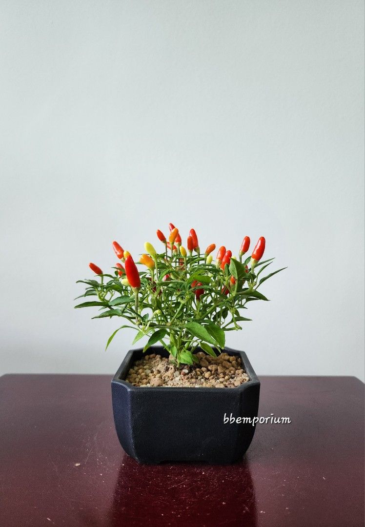 Mini Chilli Capsicum 20-2, Furniture & Home Living, Gardening, Plants ...