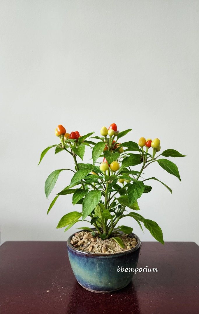 Mini Chilli Capsicum 20-2, Furniture & Home Living, Gardening, Plants ...