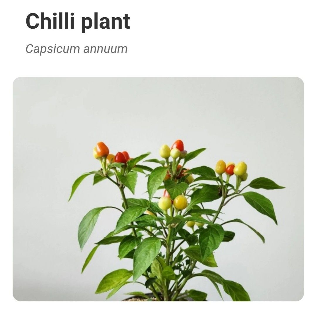 Mini Chilli Capsicum 20-2, Furniture & Home Living, Gardening, Plants ...