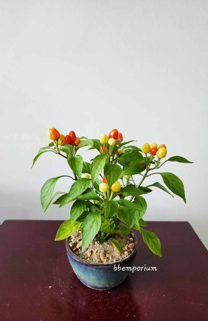 Mini Chilli Capsicum 20-2, Furniture & Home Living, Gardening, Plants ...