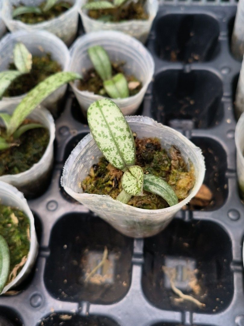 Phalaenopsis pulcherrima var. marmorata, Furniture & Home Living ...