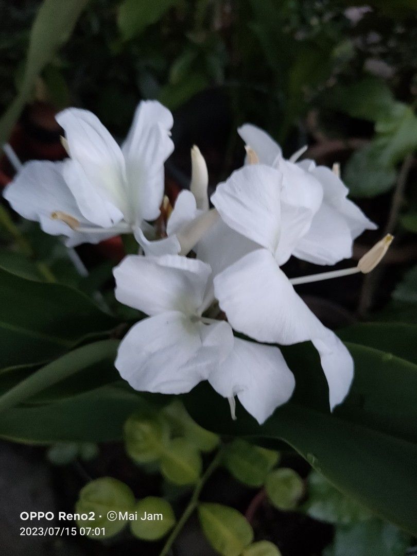 White Ginger Lily, Furniture & Home Living, Gardening, Plants & Seeds ...