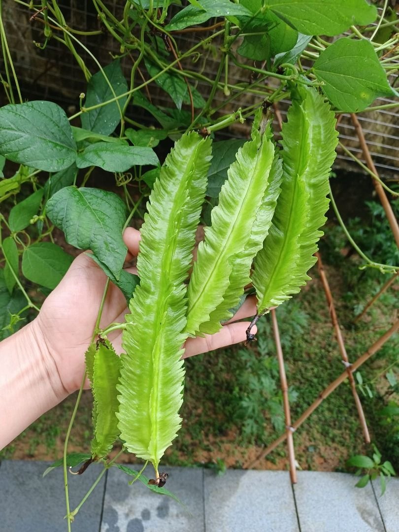 Winged bean/Four-angled bean seeds, Furniture & Home Living, Gardening ...
