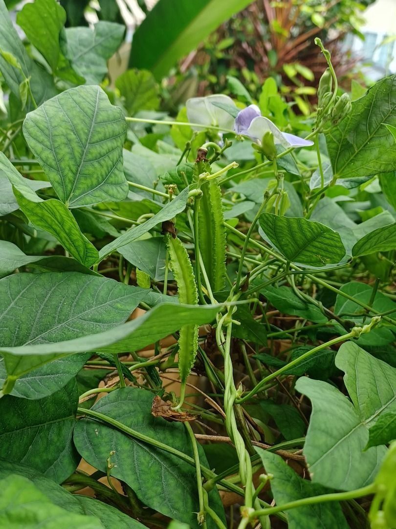 Winged bean/Four-angled bean seeds, Furniture & Home Living, Gardening ...