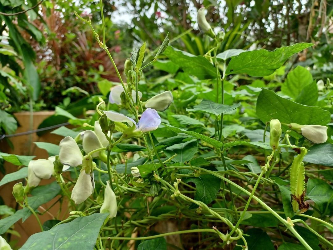 Winged bean/Four-angled bean seeds, Furniture & Home Living, Gardening ...