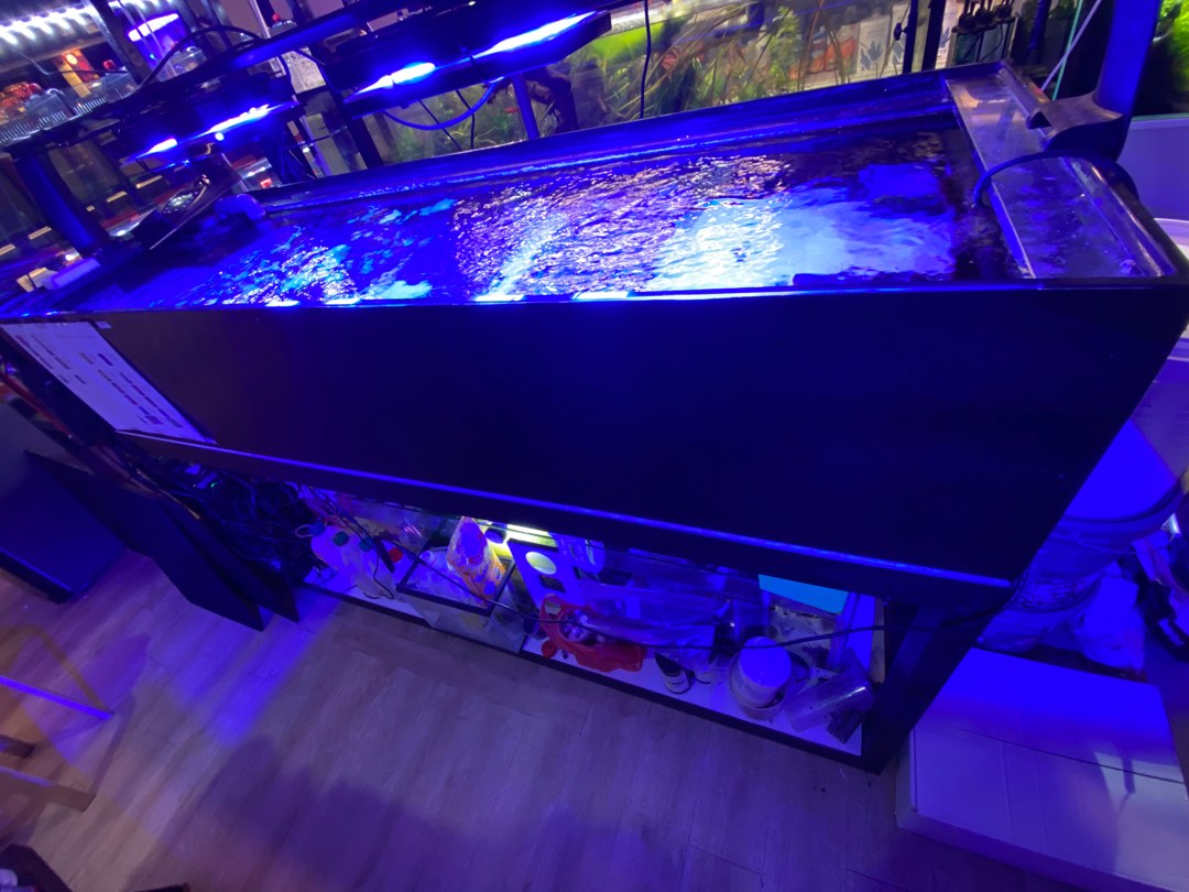 6ft frag tank with sump, Pet Supplies, Homes & Other Pet Accessories on ...