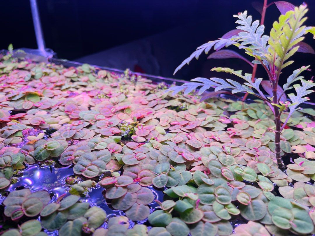 Aquatic Floating Plant, Pet Supplies, Homes & Other Pet Accessories on ...