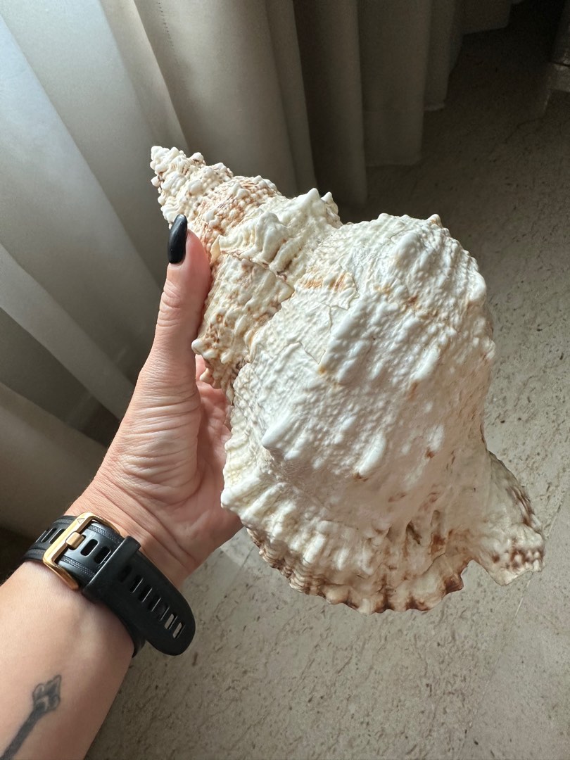 Big Conch Natural Ornaments Shell, Furniture & Home Living, Home Decor ...