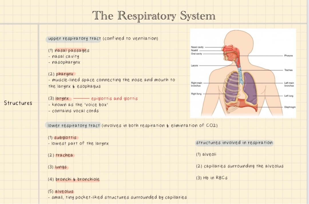 HSC1007 Anatomy and Physiology 1 (The Respiratory System), Hobbies ...