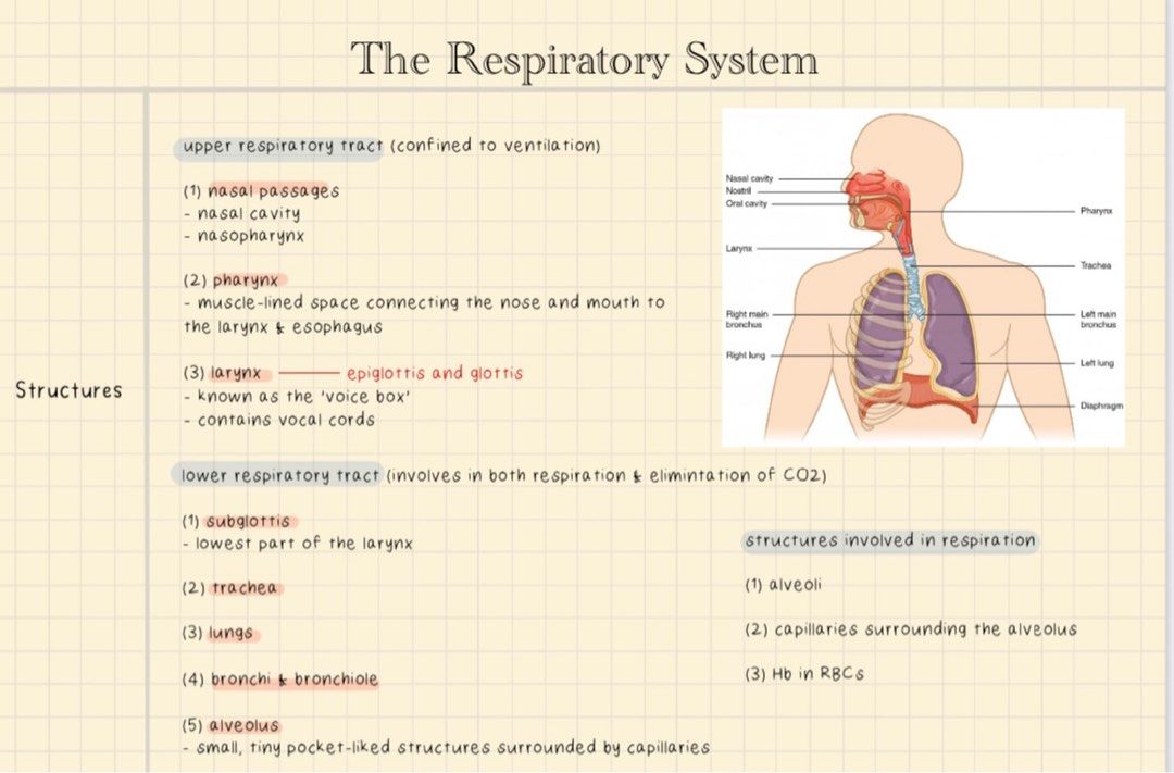 HSC1007 Anatomy and Physiology 1 (The Respiratory System), Hobbies ...