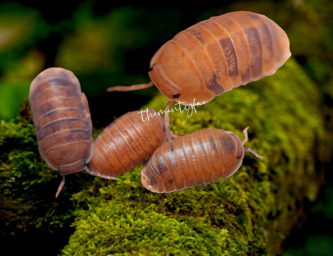 Isopod - Cubaris Murina Calico/Anemone pet food, Furniture & Home ...