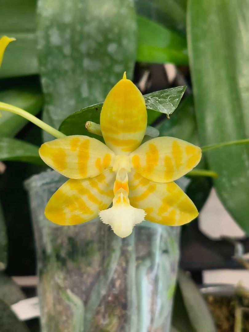 Phalaenopsis Yaphon Mambo 'flava', Furniture & Home Living, Gardening, Plants & Seeds on Carousell