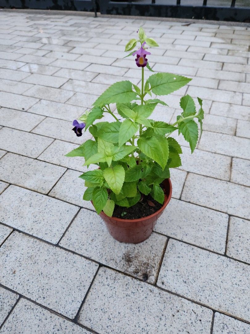 Torenia plant (Wishbone flower plant), Furniture & Home Living ...