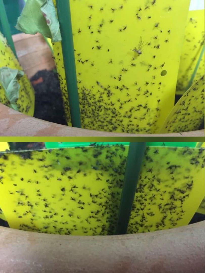 Yellow Sticker to Trap Insects & Pests 5 pcs for $1 Only, Furniture ...