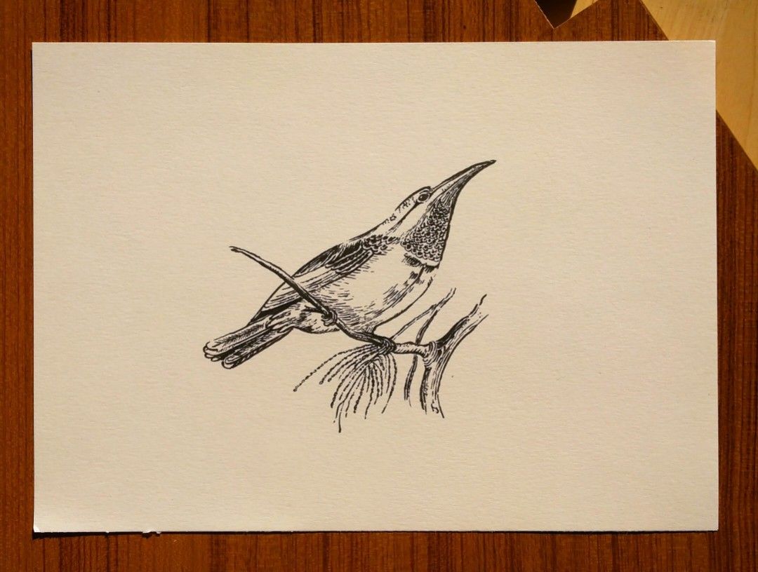 Sunbird inspired by $20 dollar note bill drawing black white ink on ...