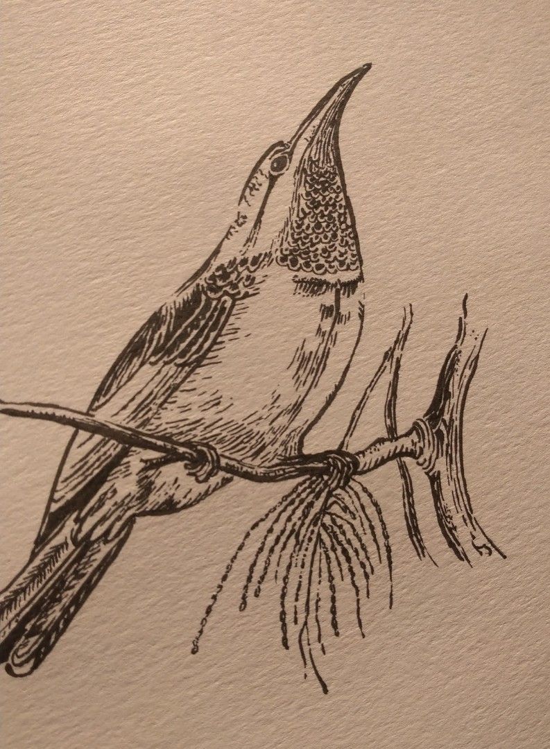 Sunbird inspired by $20 dollar note bill drawing black white ink on ...