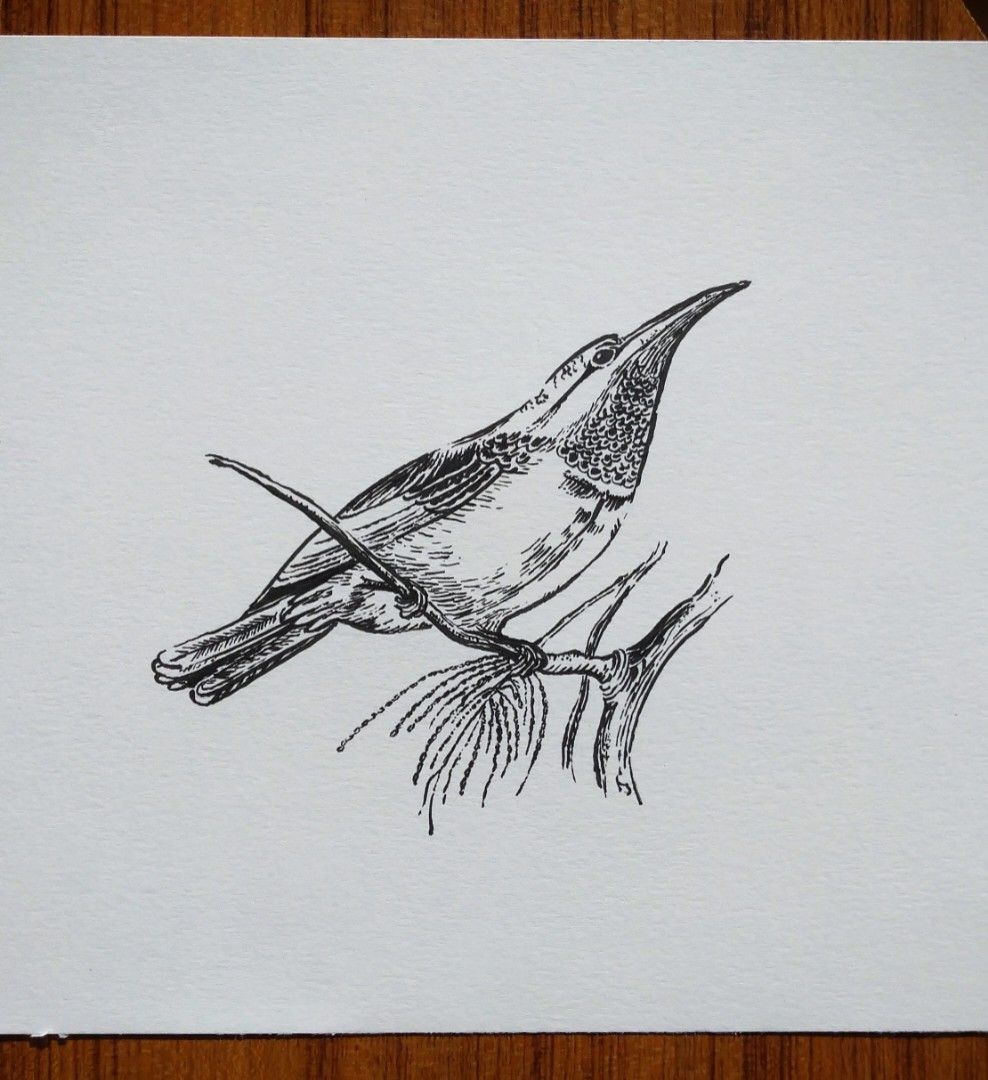 Sunbird inspired by $20 dollar note bill drawing black white ink on ...