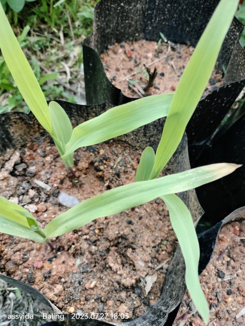 25 BIJI BENIH JAGUNG MANIS CROP POWER SEED, Furniture & Home Living ...