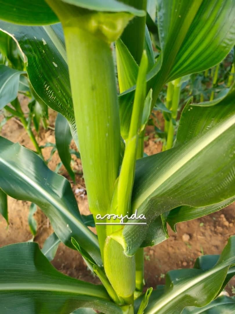 25 BIJI BENIH JAGUNG MANIS CROP POWER SEED, Furniture & Home Living ...