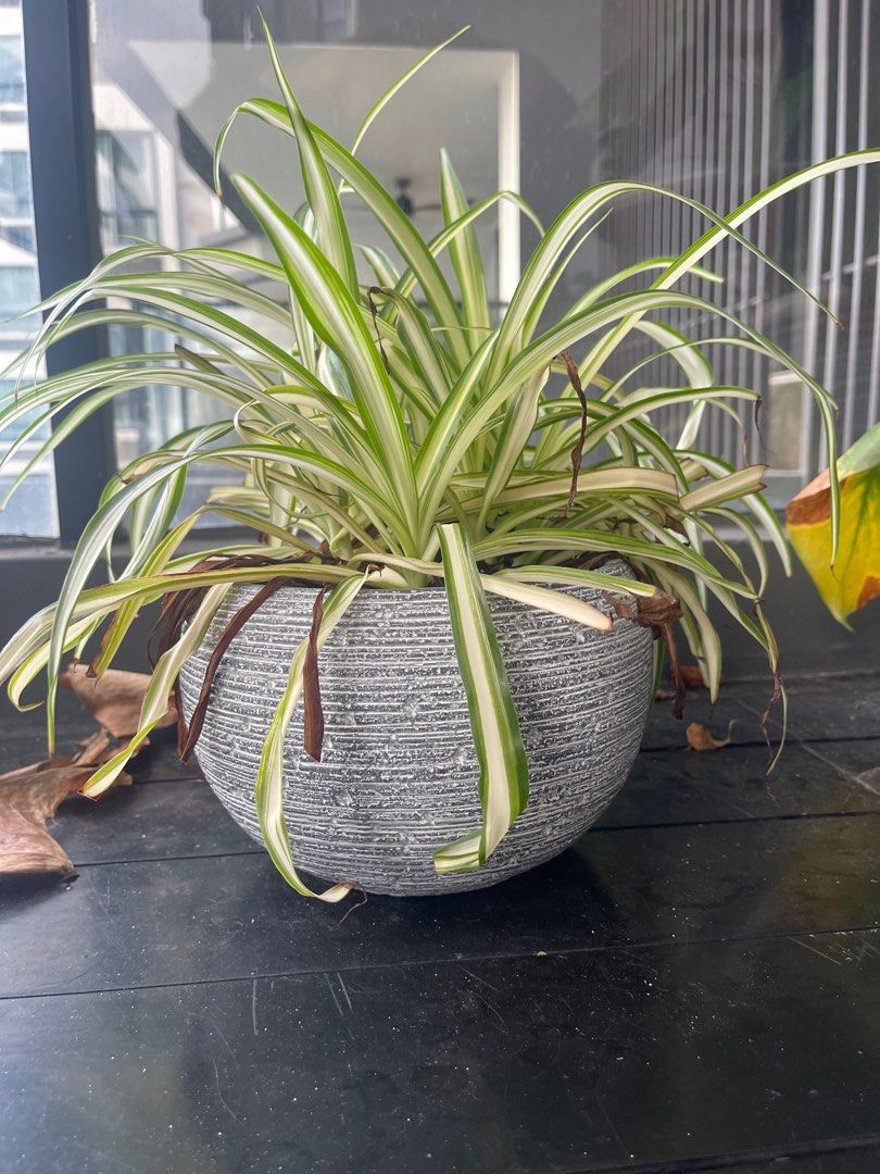 Aesthetic home plant potter with spider plant, Furniture & Home Living ...