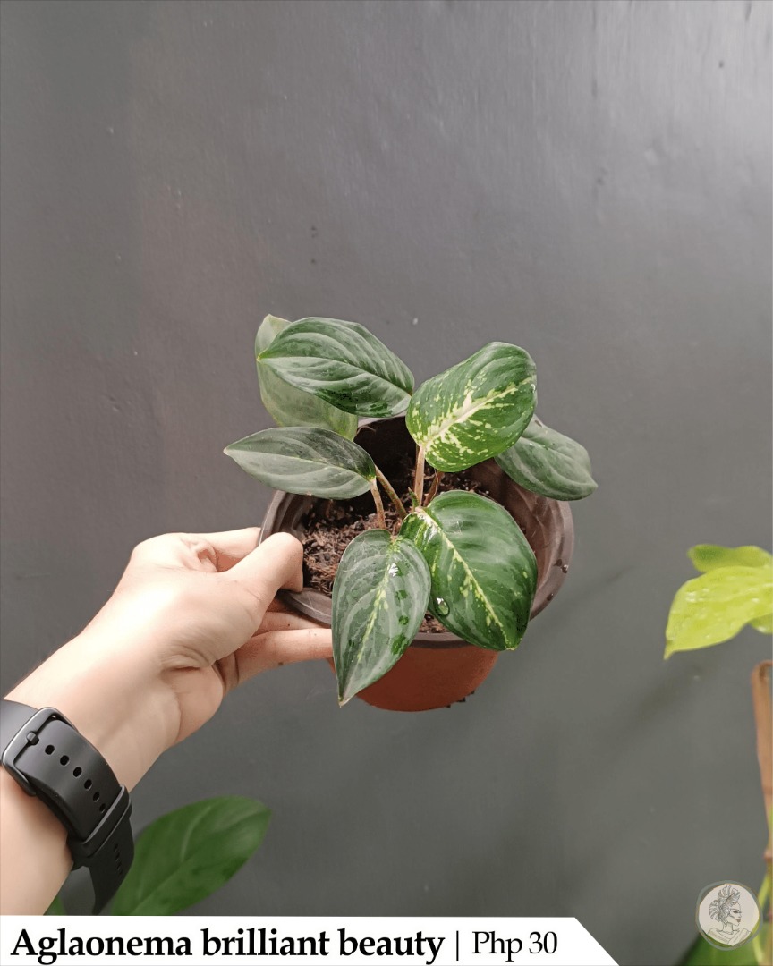 Aglaonema Brilliant Beauty on Carousell