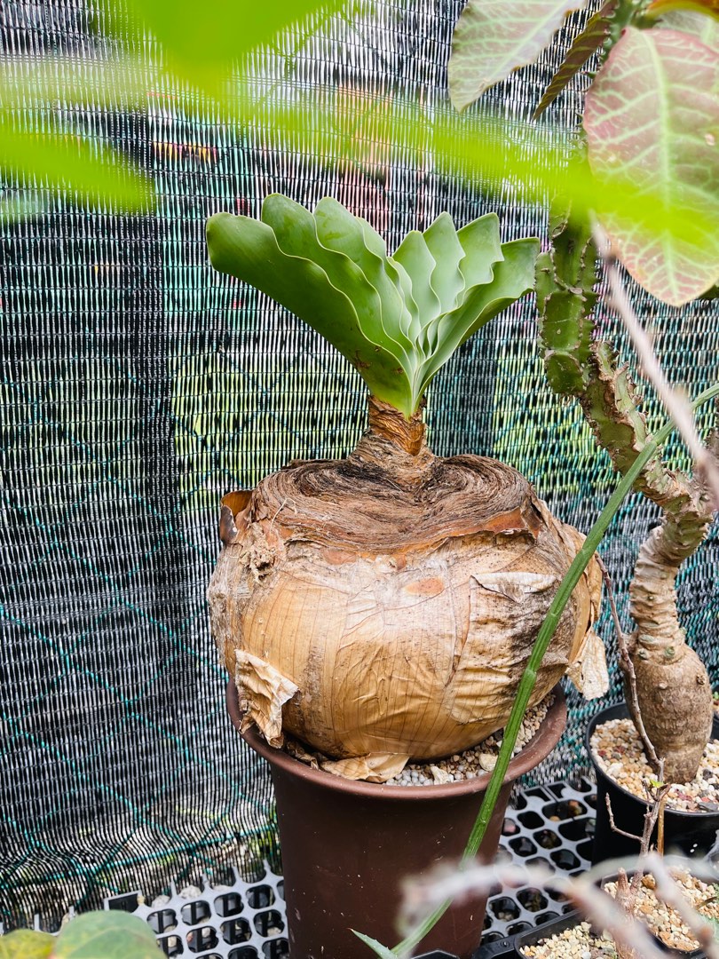 boophone haemanthoides, Furniture & Home Living, Gardening, Plants ...