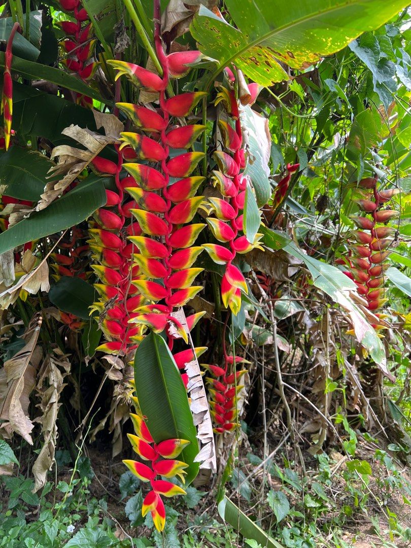 Heliconia rostrata, Furniture & Home Living, Gardening, Plants & Seeds ...