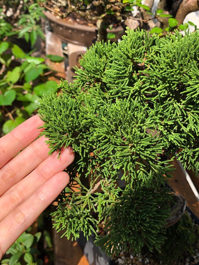 Japanese Shimpaku Juniper 日本真柏, Furniture & Home Living, Gardening ...