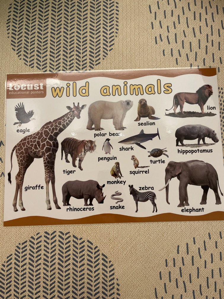 Locust educational posters, Babies & Kids, Infant Playtime on Carousell