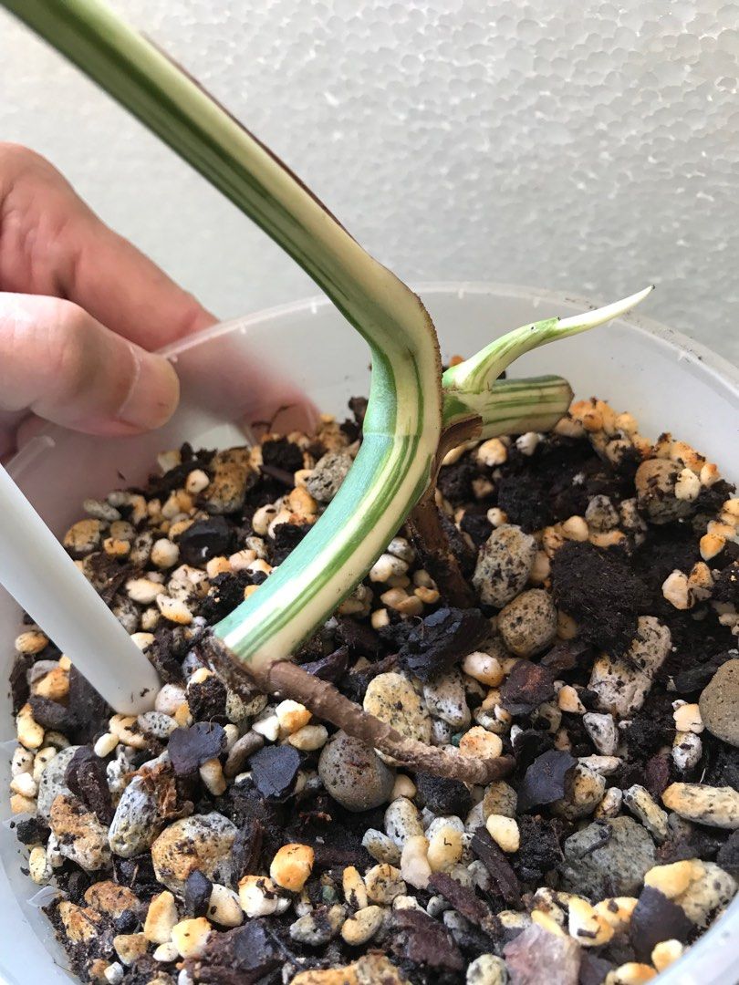 Monstera borsi albo, Furniture & Home Living, Gardening, Plants & Seeds ...