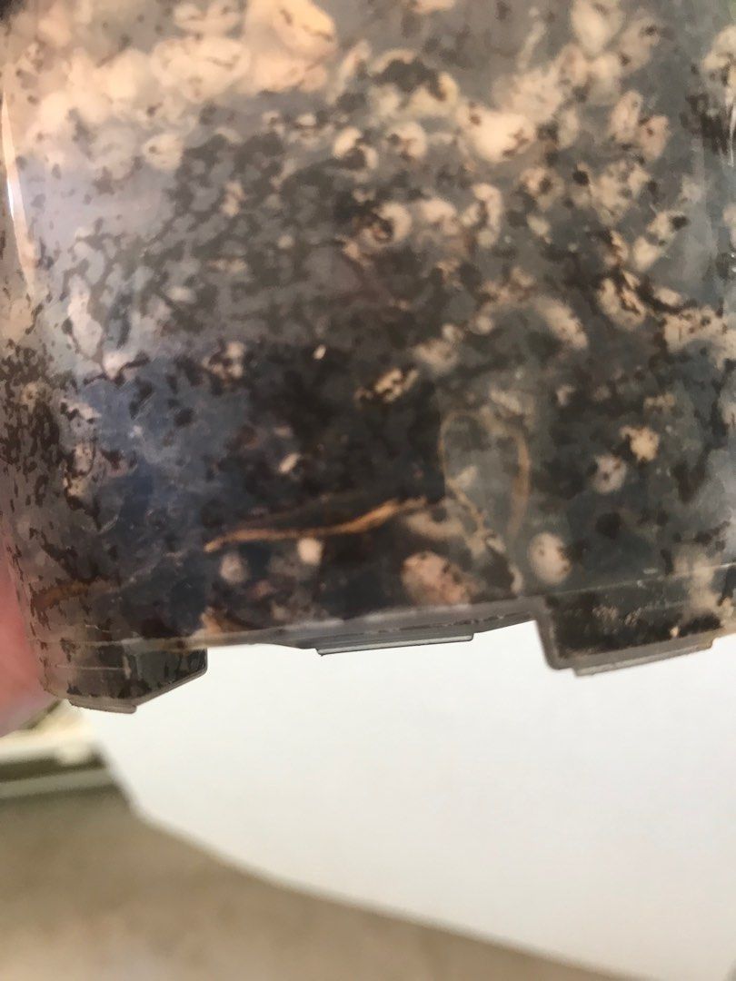 Monstera borsi albo, Furniture & Home Living, Gardening, Plants & Seeds ...