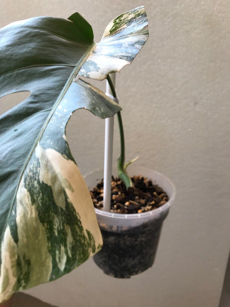 Monstera borsi albo, Furniture & Home Living, Gardening, Plants & Seeds ...