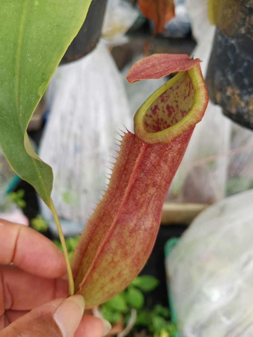 Nepenthes, Furniture & Home Living, Gardening, Plants & Seeds on Carousell