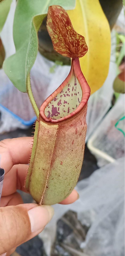 Nepenthes, Furniture & Home Living, Gardening, Plants & Seeds on Carousell