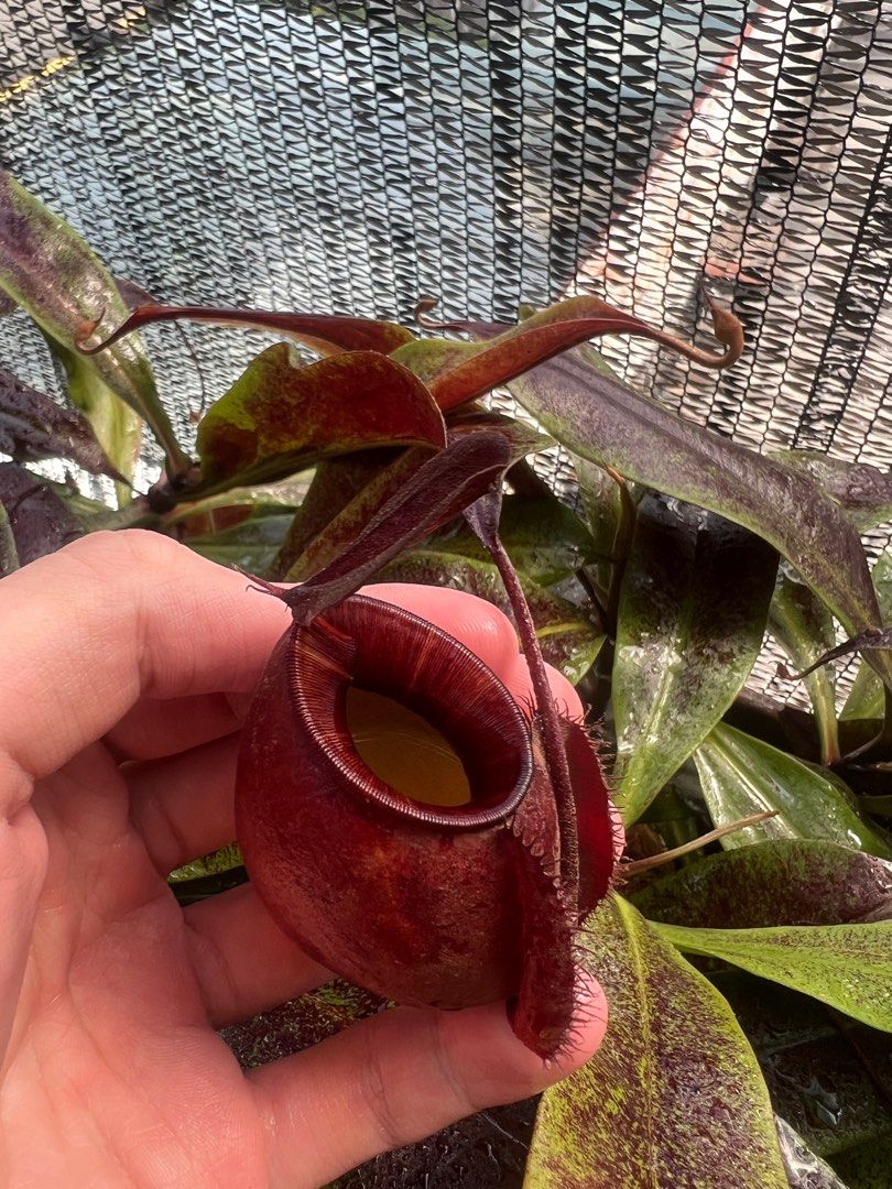 Nepenthes, Furniture & Home Living, Gardening, Plants & Seeds on Carousell