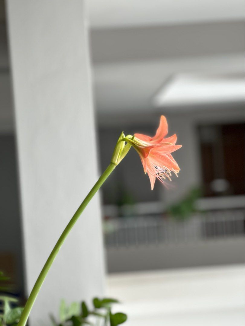 Orange lily plant ( Amaryllis belladonna ), Furniture & Home Living ...