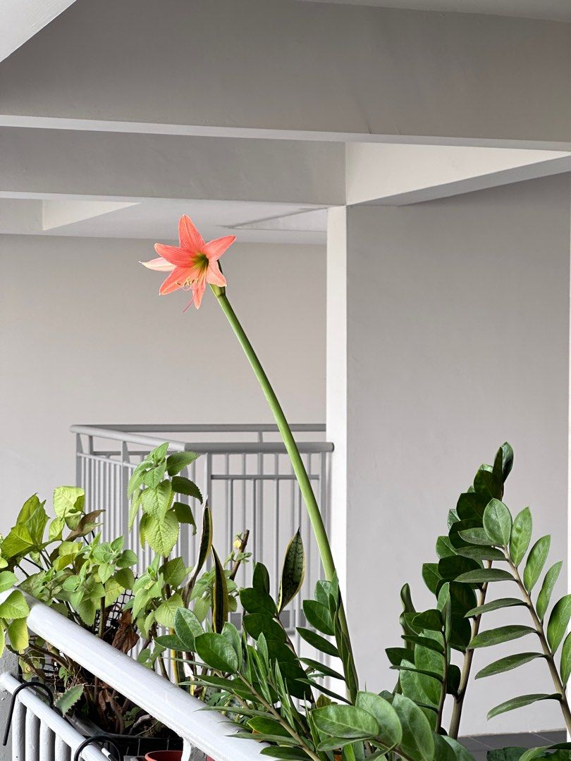 Orange lily plant ( Amaryllis belladonna ), Furniture & Home Living ...