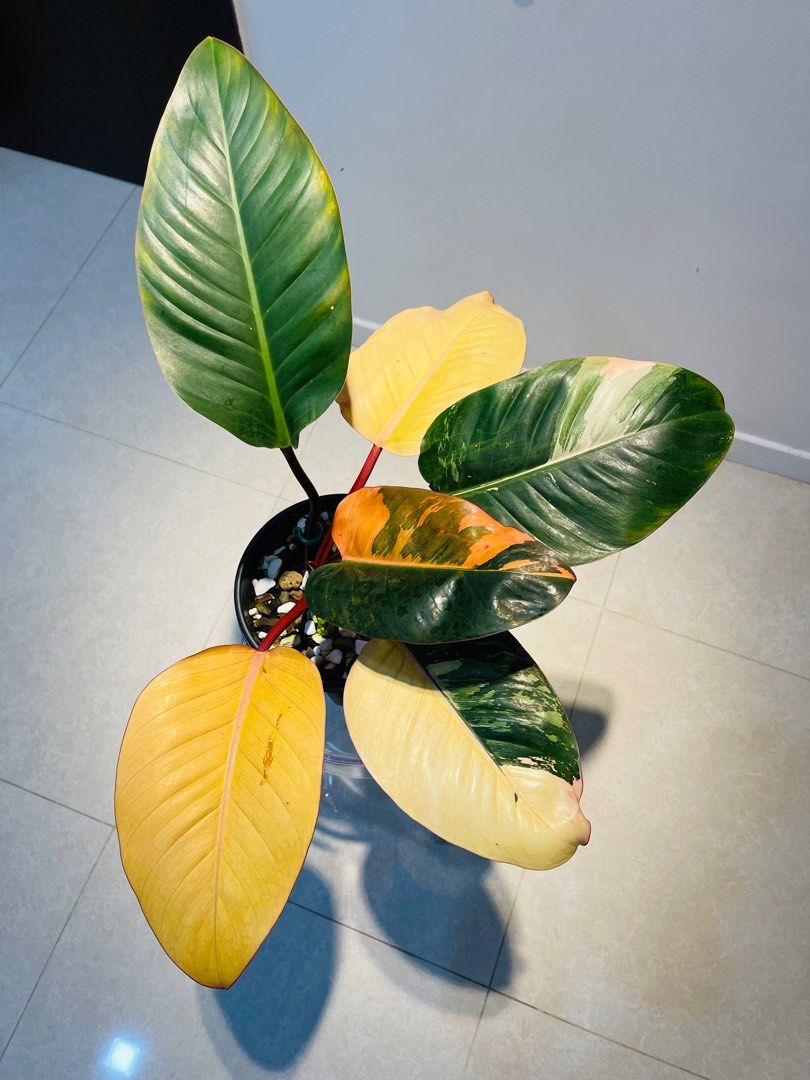 Philodendron red Congo variegated, Furniture & Home Living, Gardening ...