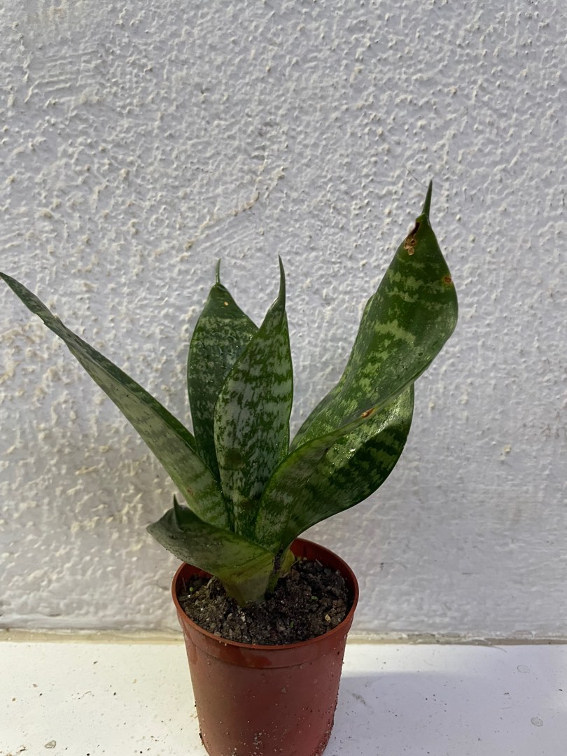 Mini snake plant, Furniture & Home Living, Gardening, Plants & Seeds on ...